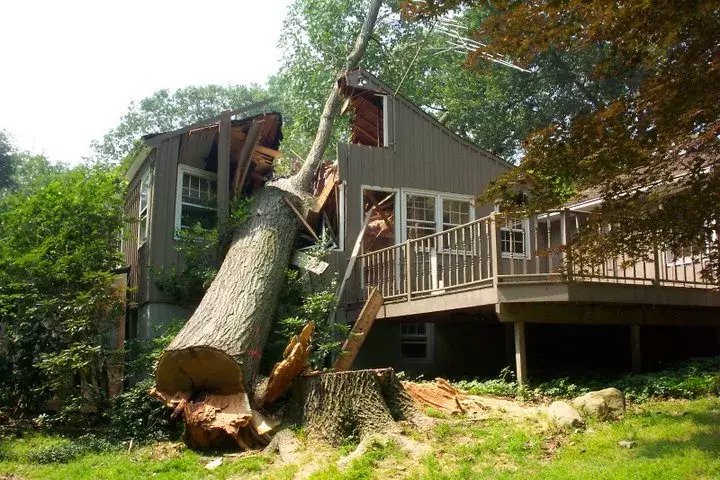 Weathering the Storm: How to Handle Tree Damage in Aurora - Tree ...