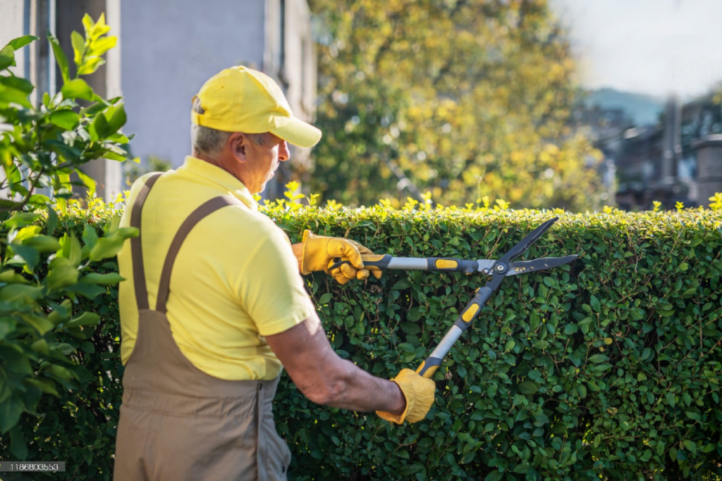 How Properly Maintained Trees Can Increase Your Property Value - Tree ...